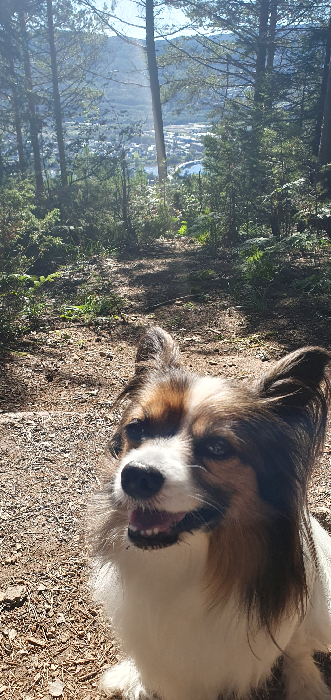 Best med hund